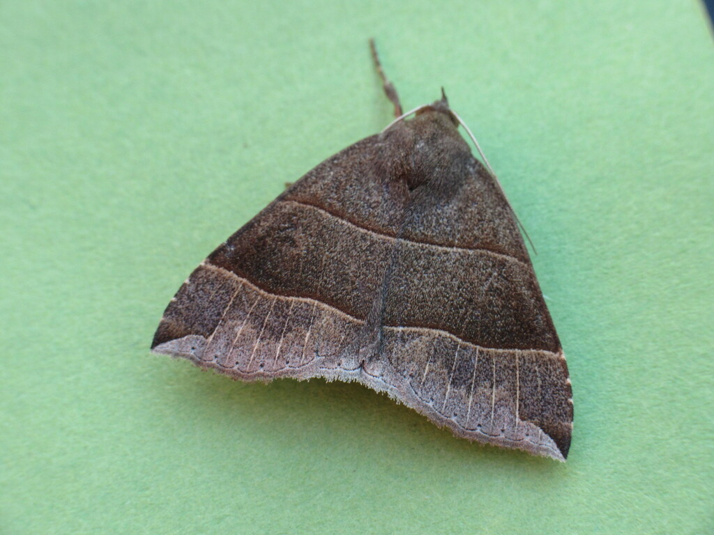 Maple Looper Moth from Bellbrook, Greene County, OH, USA on July 10 ...