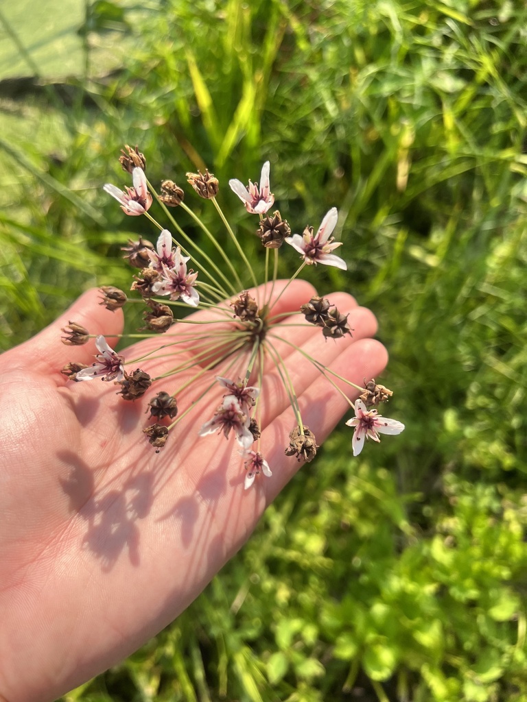 Flowering-rush in July 2023 by Tristan Schramer · iNaturalist