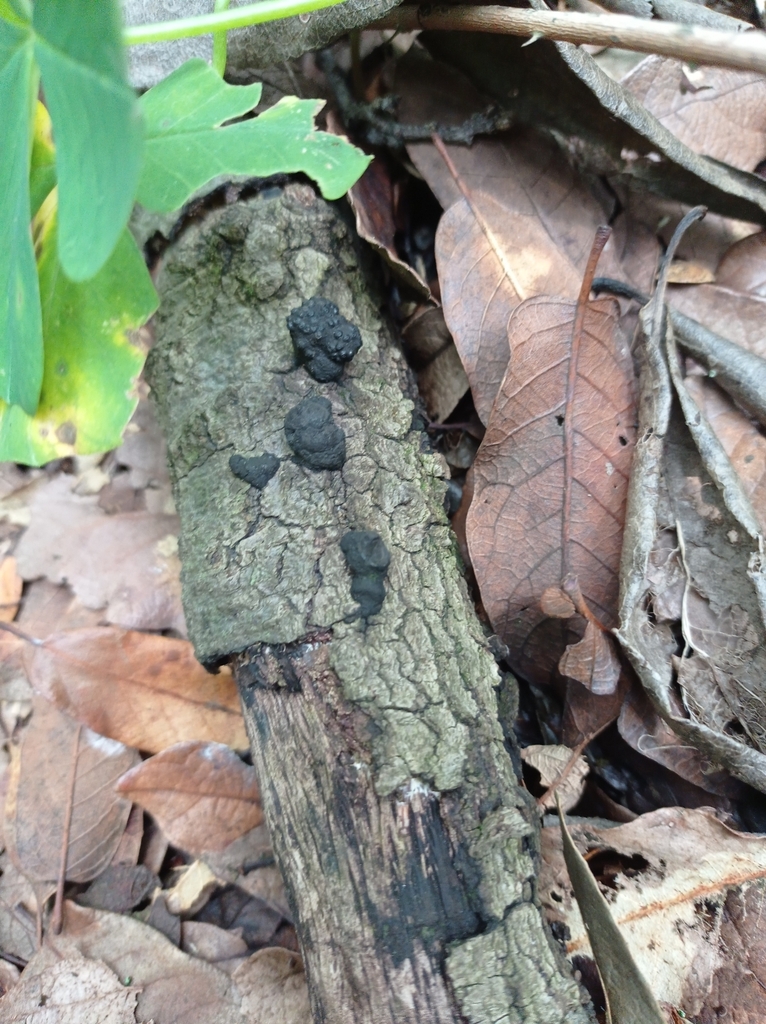 Hypoxylaceae from Parque Tarango, Ciudad de México, CDMX, México on ...