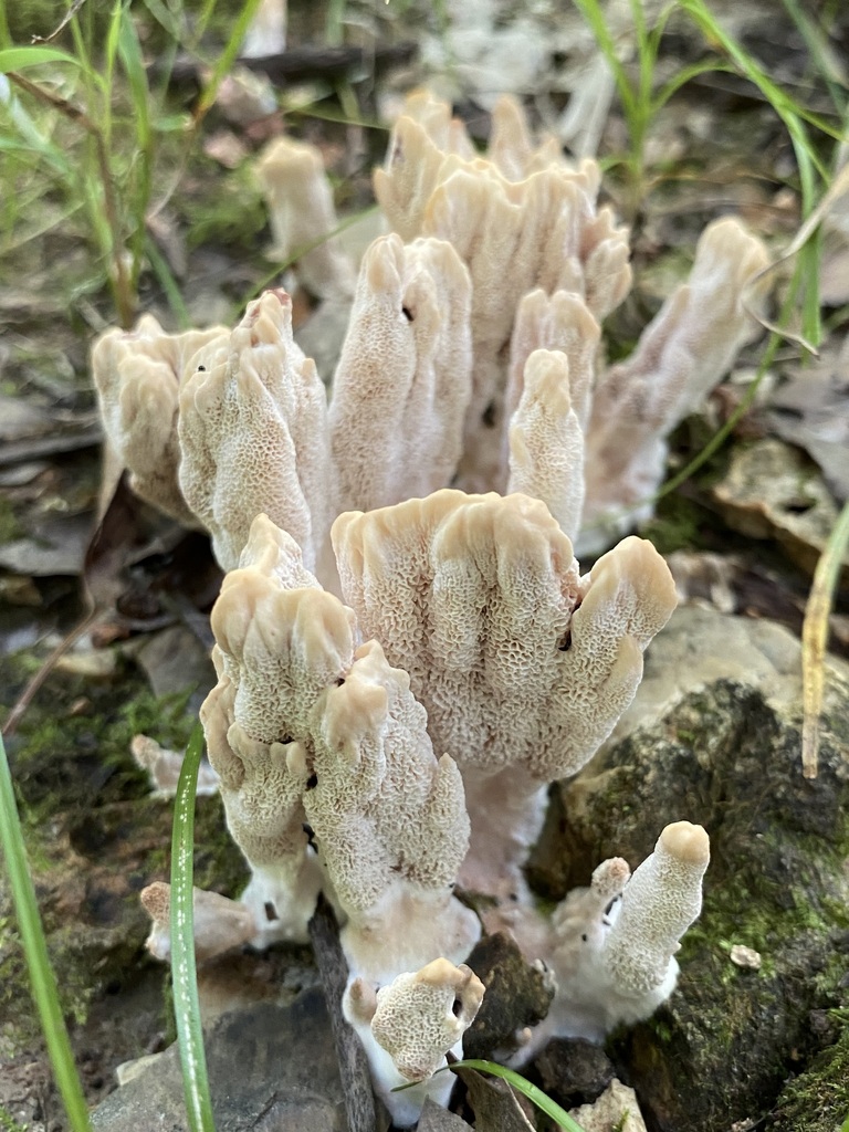 Blushing Rosette in July 2023 by jim · iNaturalist