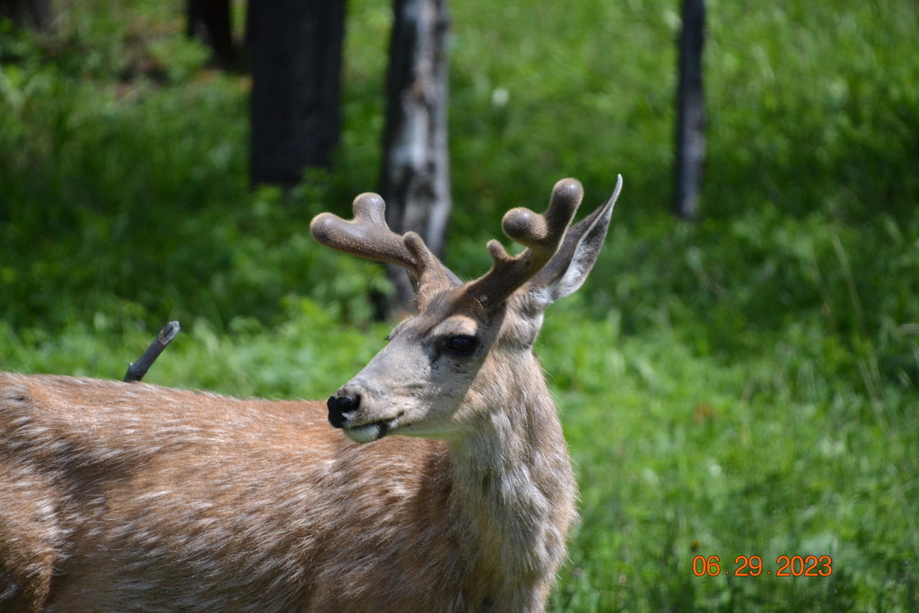 Mule Deer from Yellowstone National Park, Alta, WY, US on June 29, 2023 ...