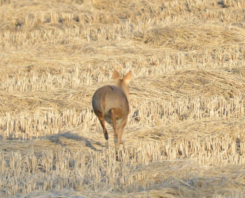 Water Deer (Hydropotes inermis) - Know Your Mammals