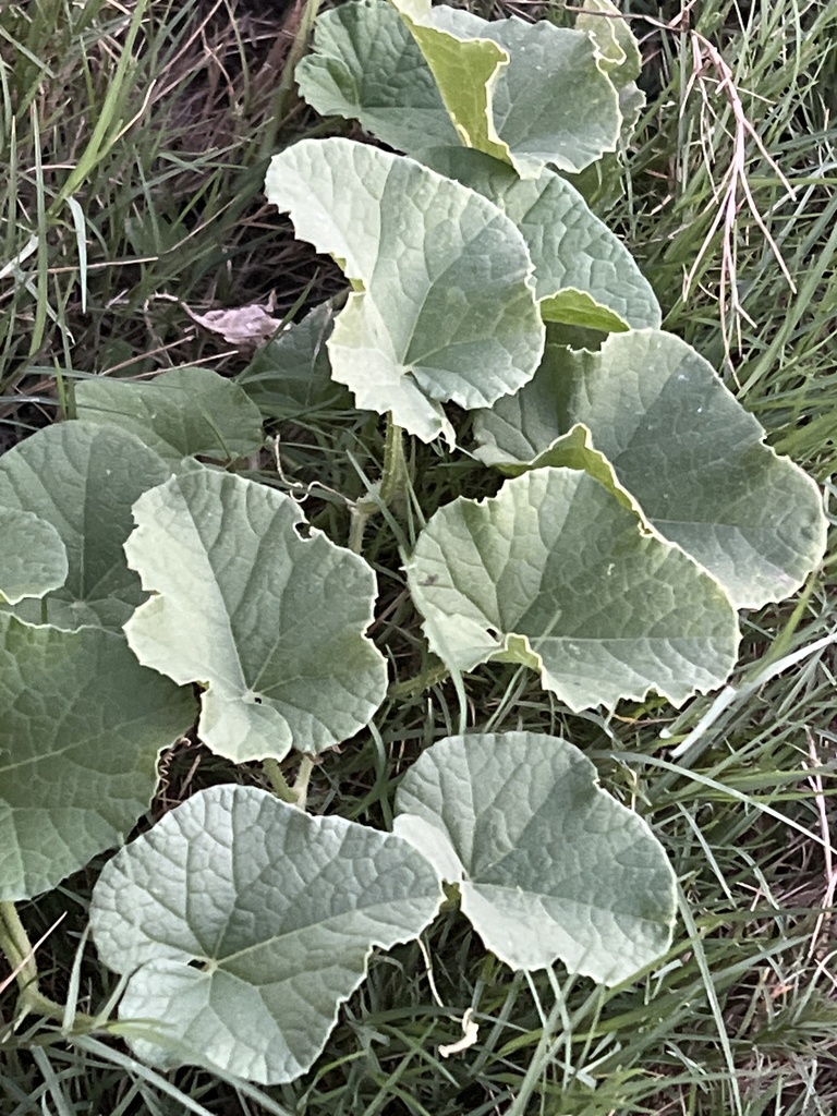 Muskmelon from Ginger Lake, San Antonio, TX, US on July 10, 2023 at 08: ...
