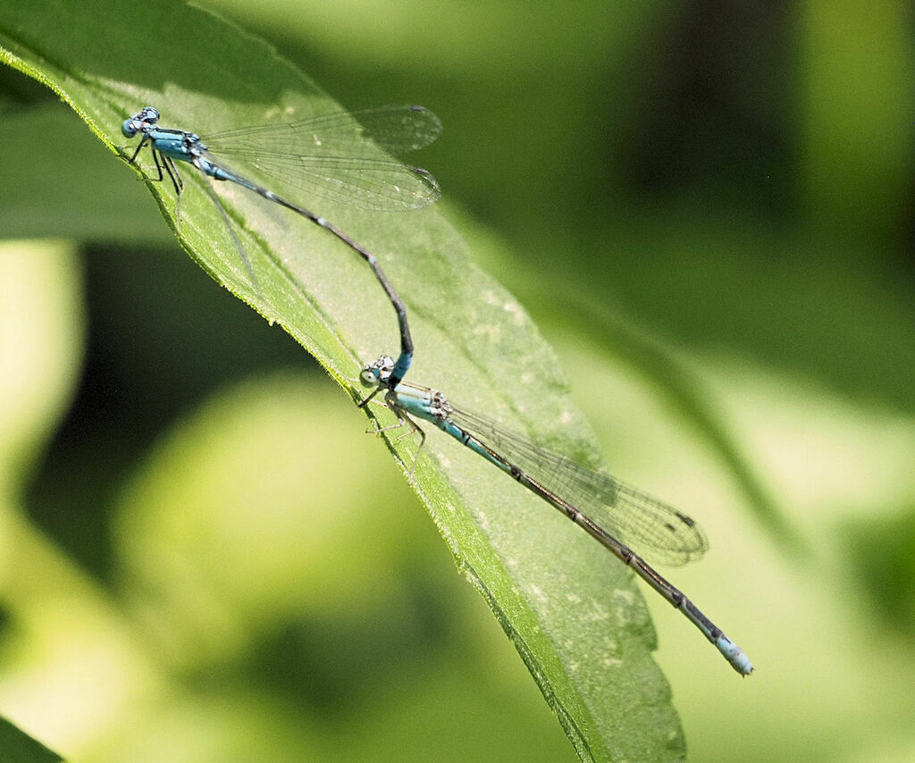 Slender Bluet in July 2023 by Jim Lemon. Champaign Co · iNaturalist