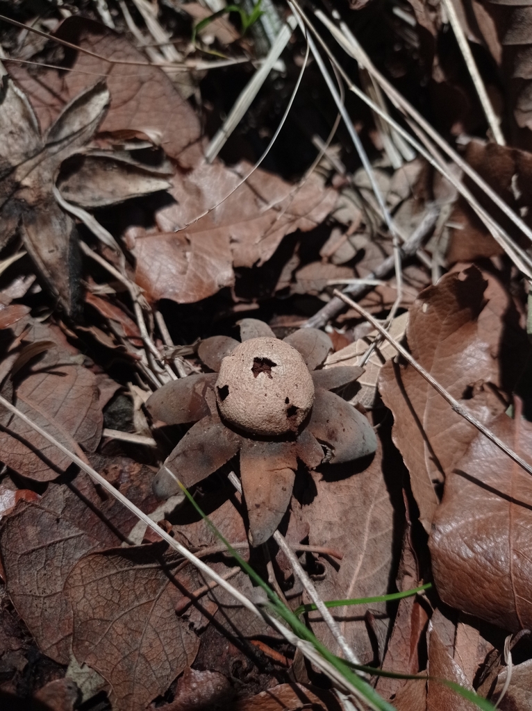 Barometer Earthstars from Parque Tarango, Ciudad de México, CDMX ...