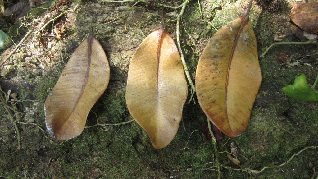 Ficus crassiuscula from Altos de Campana, PA-PN-CM, PA-PO, PA on March ...