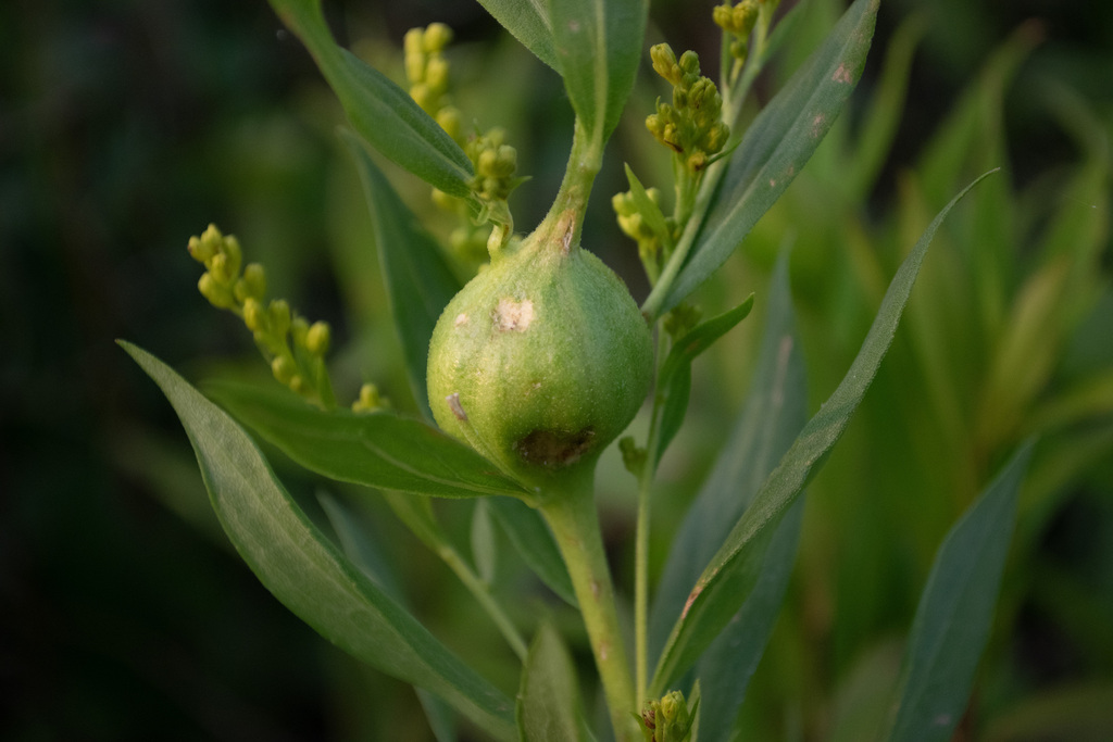 Goldenrod Gall Fly from Red Deer County, AB, Canada on July 8, 2023 at ...