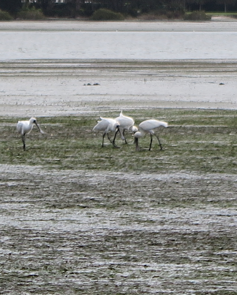 Royal Spoonbill from Whangateau Harbour, Rodney Ward, Auckland, NZ on ...