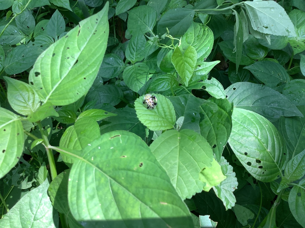 Asian Spotted Tortoise Beetle from 臺灣島, 古坑鄉, YUN, TW on July 11, 2023 ...
