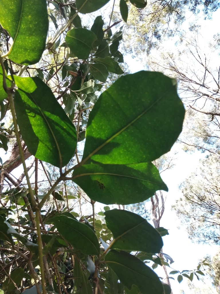 Native Grape from Valla NSW 2448, Australia on July 11, 2023 at 12:31 ...