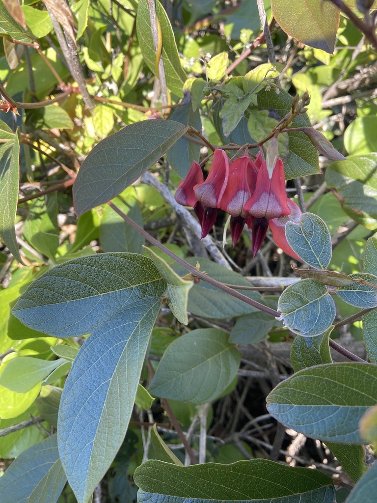 Dusky coral pea from Tomaree National Park, Boat Harbour, NSW, AU on ...