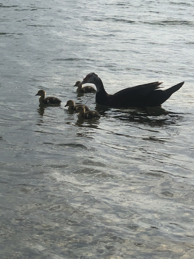 Domestic Muscovy Duck from SW 51st St, Miramar, FL, US on May 15, 2021 ...