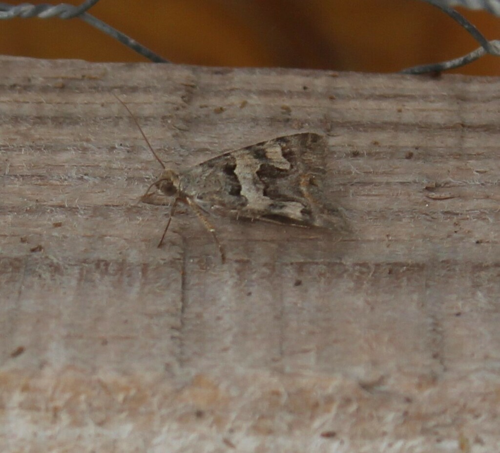 Bulia in July 2023 by Ana Gatica Colima. HABIO, AC · iNaturalist