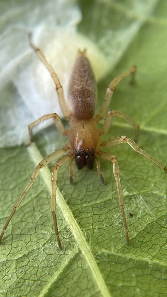 Entelegyne Spiders from 20th Sideroad, Thunder Bay, ON, CA on July 8 ...