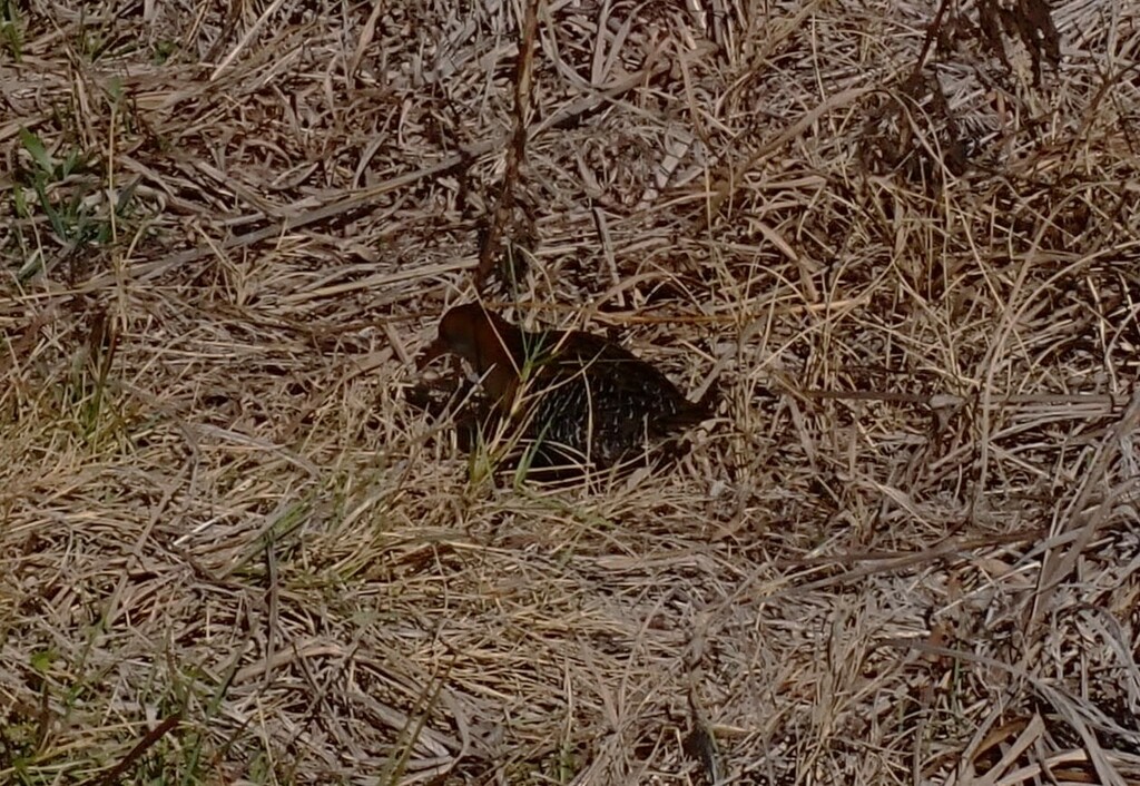 Lewin's Rail from Woolgoolga NSW 2456, Australia on July 11, 2023 at 08 ...