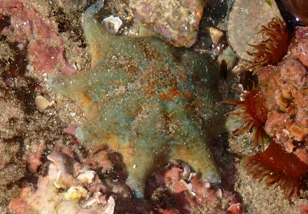 Anemonia mutabilis from Woolgoolga NSW 2456, Australia on July 11, 2023 ...