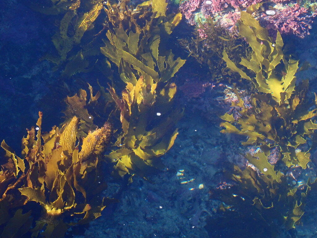 Common Kelp from Woolgoolga NSW 2456, Australia on July 11, 2023 at 09: ...