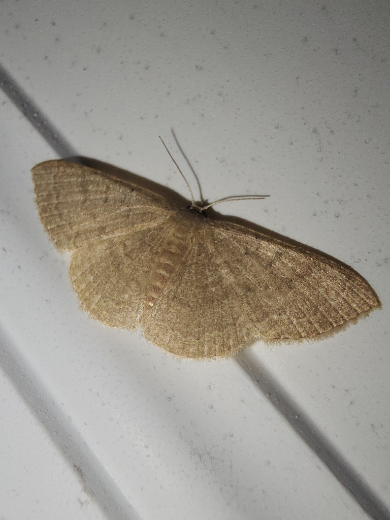Common Tan Wave from Blythewood, SC, USA on July 10, 2023 at 10:31 PM ...