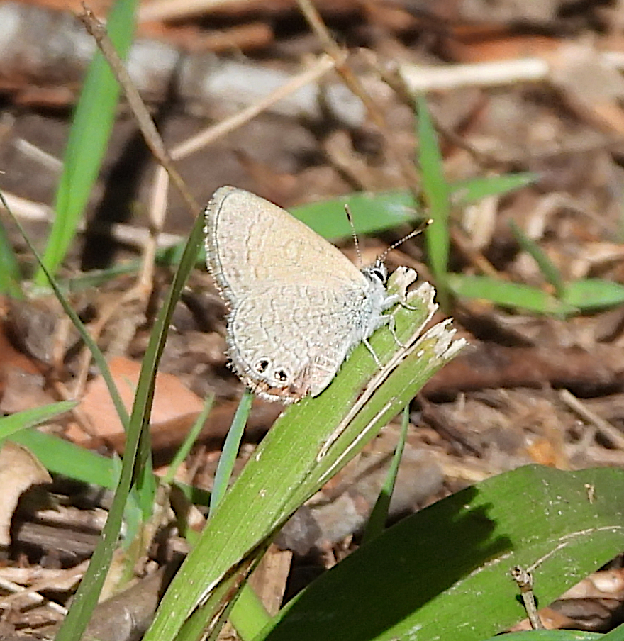 Double-spotted Line Blue from Brian Battersby Reserve, Brisbane QLD ...