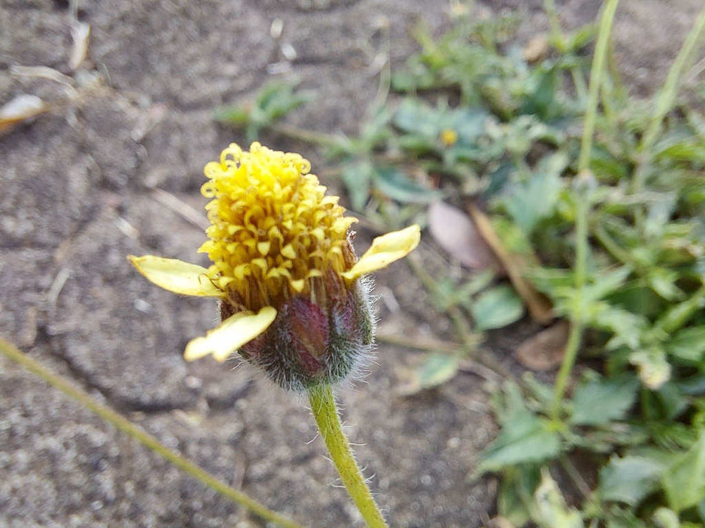 Tridax daisy from Dutton Park QLD 4102, Australia on July 9, 2023 at 03 ...
