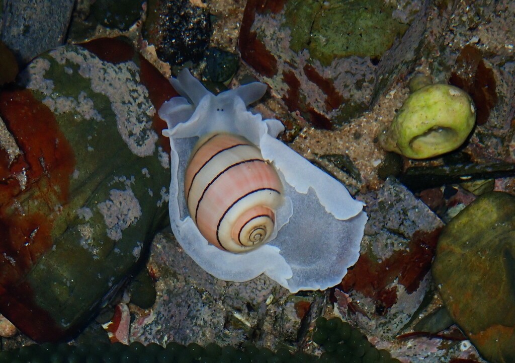 Pink Bubble Snail from Woolgoolga NSW 2456, Australia on July 11, 2023 ...