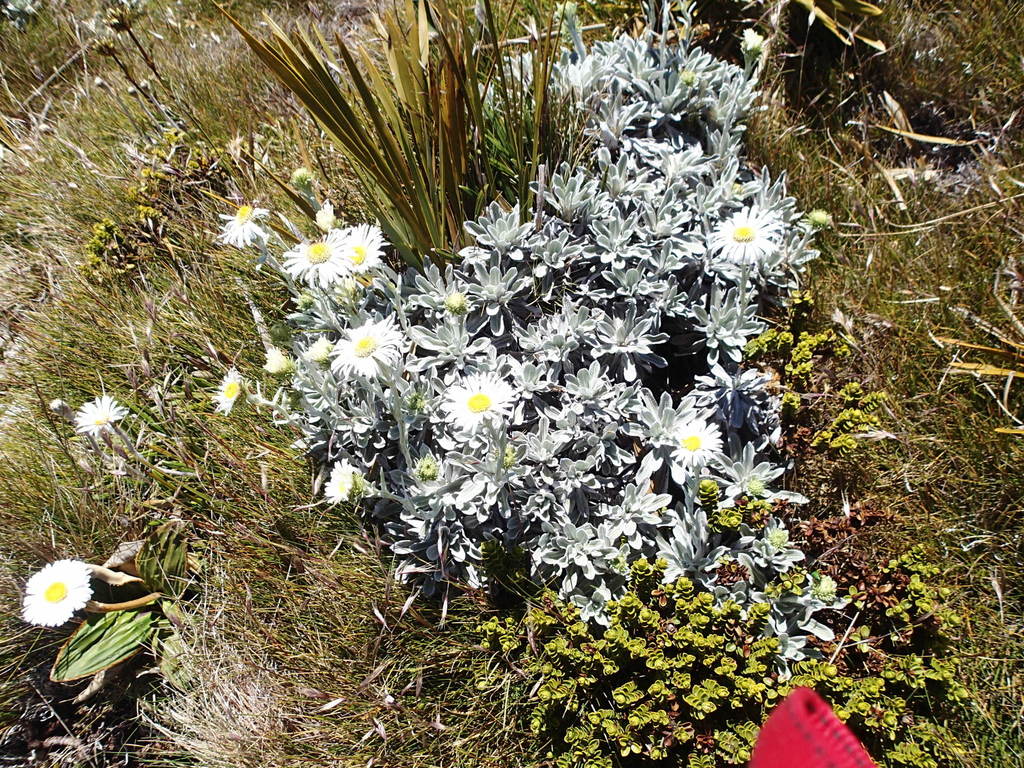 White Mountain Daisy from Kahurangi National Park, Tasman, Nelson, New ...