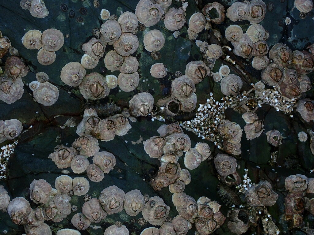 Rose-coloured Barnacle from Woolgoolga NSW 2456, Australia on July 11 ...