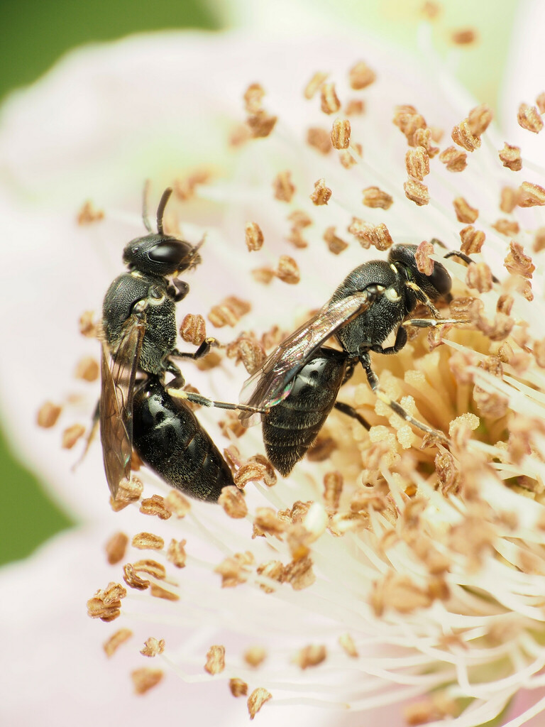 Masked Bees from Chillum, MD, USA on June 4, 2023 at 04:24 PM by Katja ...
