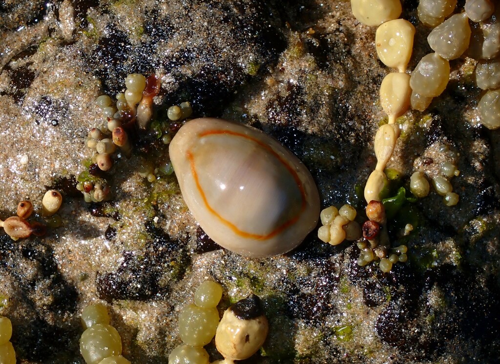 Gold Ring Cowry from Mullaway NSW 2456, Australia on July 11, 2023 at ...