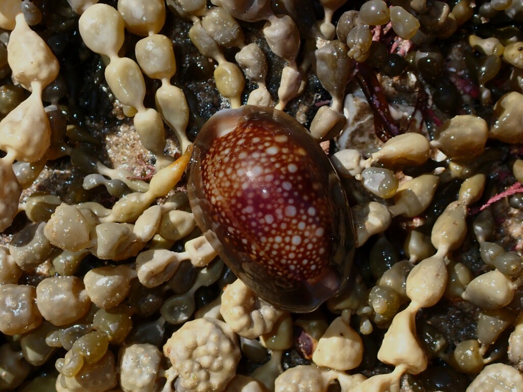 Snakehead Cowrie from Mullaway Headland NSW 2456, Australia on July 11 ...
