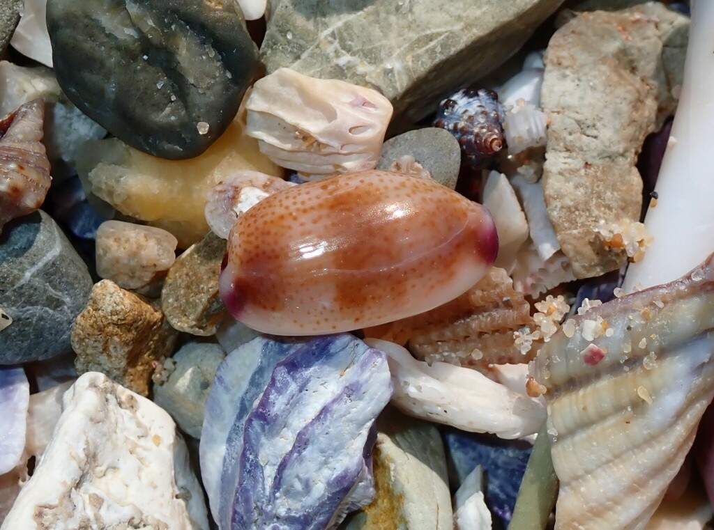 small-toothed cowrie from Mullaway Headland NSW 2456, Australia on July ...