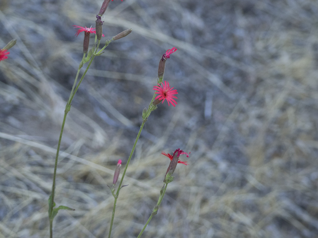cardinal catchfly from San Diego County, CA, USA on July 10, 2023 at 07 ...