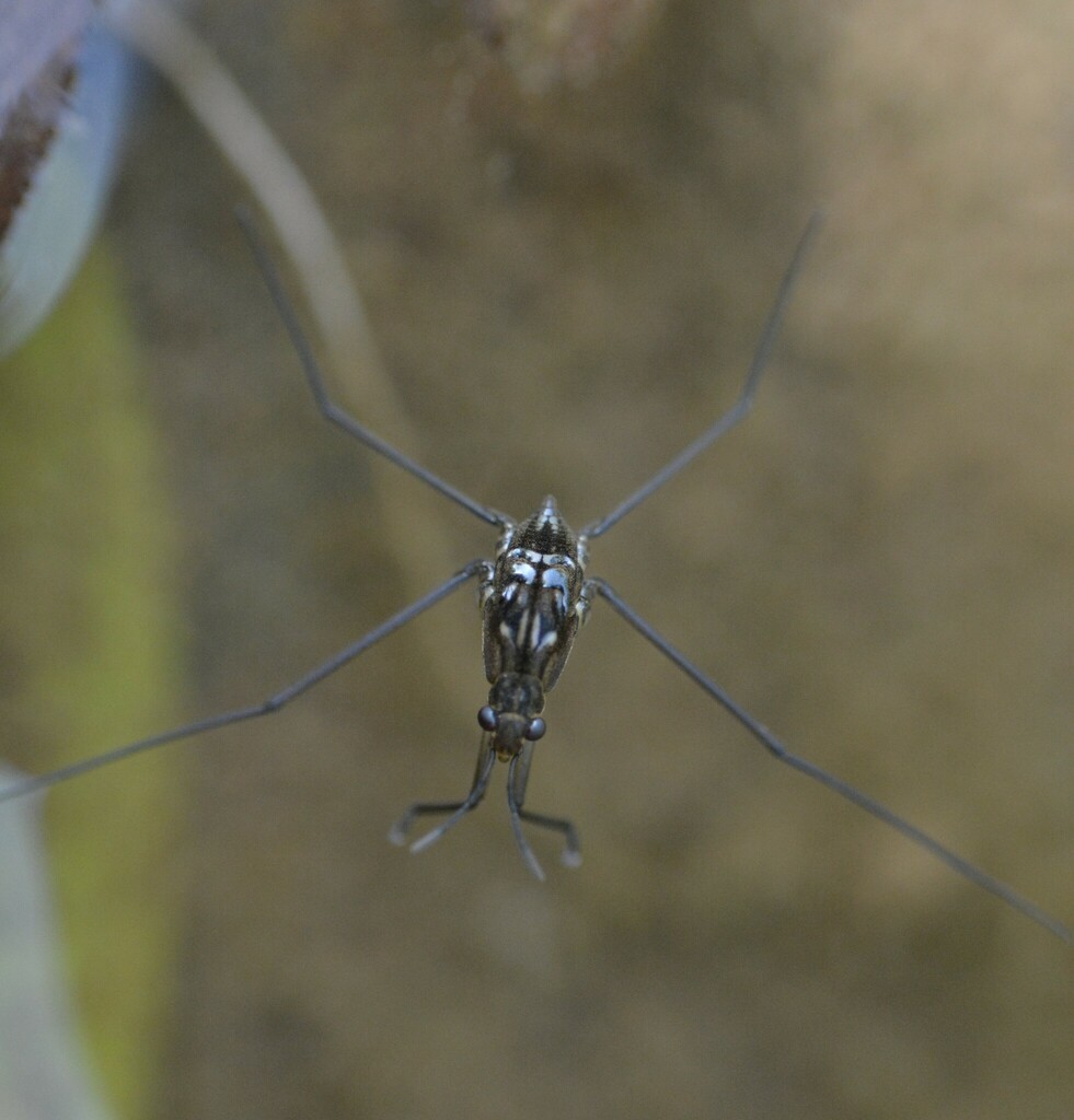 Common Water Strider from St. Andrews, NB E5B, Canada on July 9, 2023 ...
