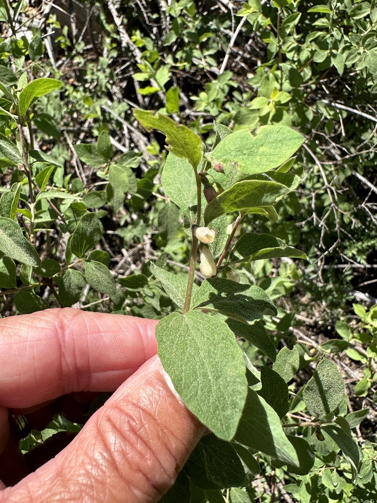 Roundleaf Snowberry from Tahoe National Forest, Truckee, CA, US on July ...