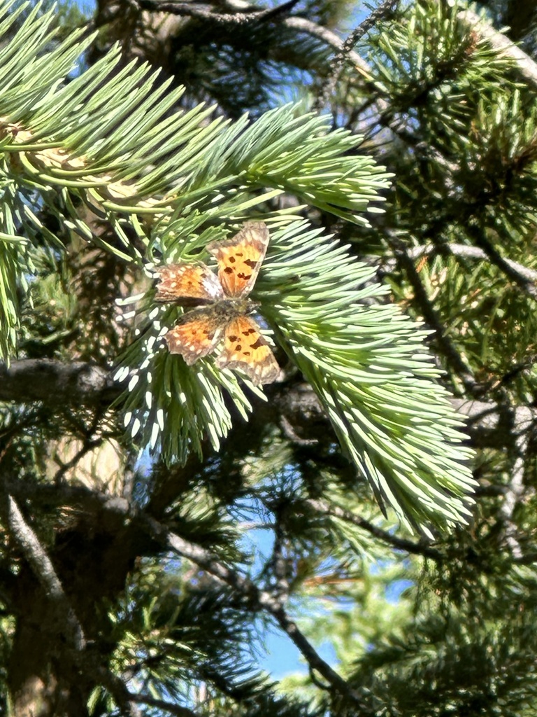 Colorado Green Comma from White River National Forest, Basalt, CO, US ...