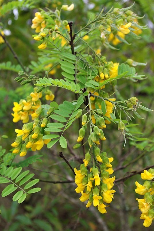 Cape Golden-Pea (Calpurnia aurea) - Botanical Realm
