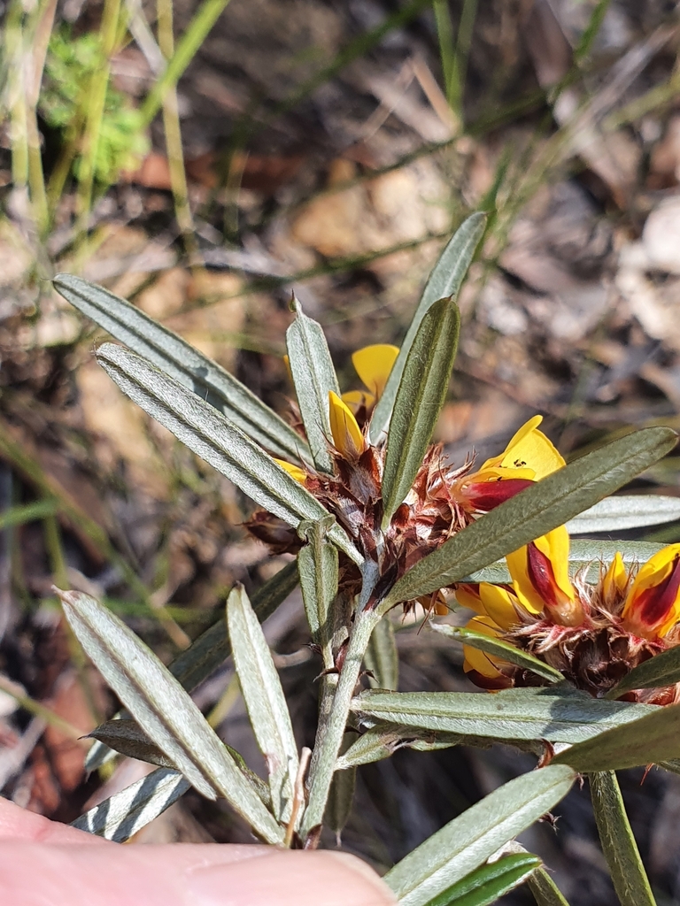 legumes from Lower Macdonald NSW 2775, Australia on July 11, 2023 at 12 ...