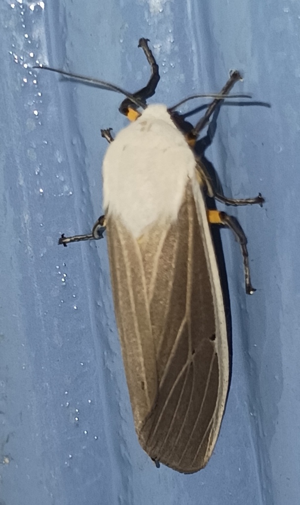 Clouded Tiger Moth from Kausani, District Almora, Uttarakhand 263639 ...