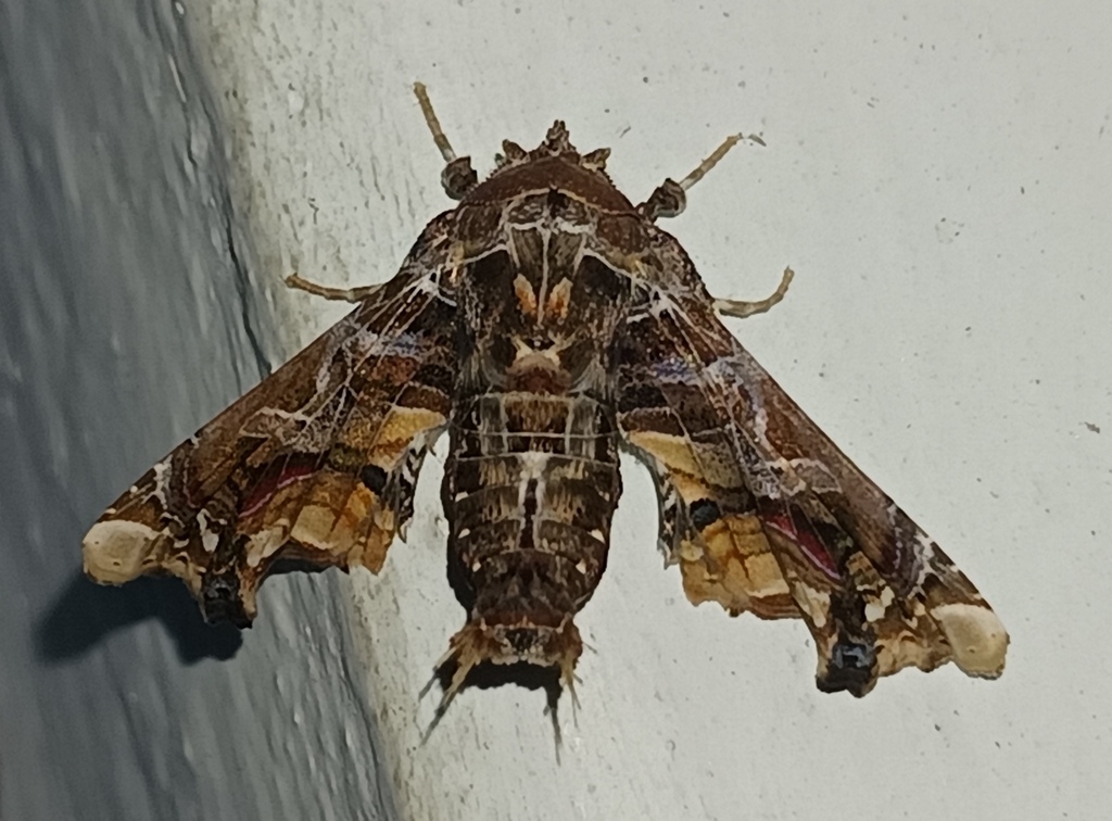 Eutelia from Kausani, District Almora, Uttarakhand 263639, India on ...