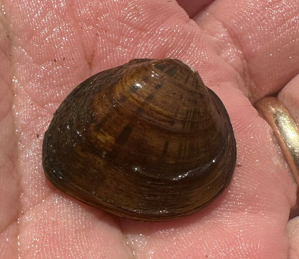 Tennessee Pigtoe from Paint Rock River, Whitaker Preserve, Jackson ...