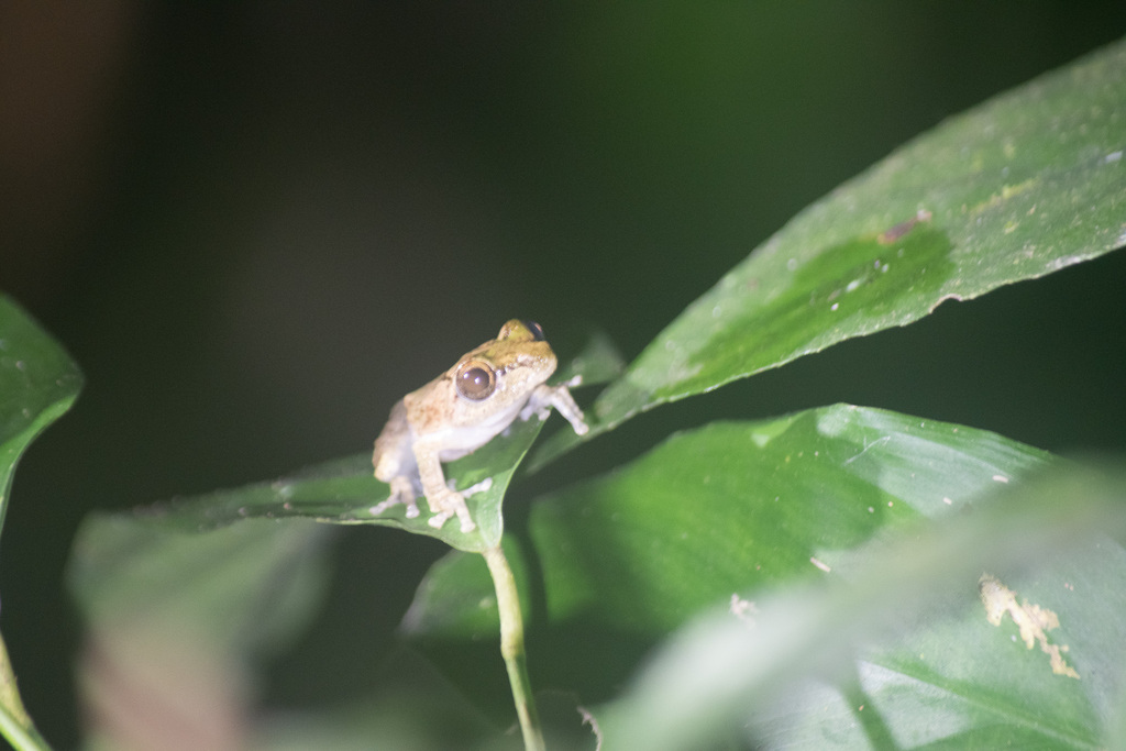 Chasen's Frilled Tree Frog from Kinabatangan, Sabah, Malaysia on July 3 ...