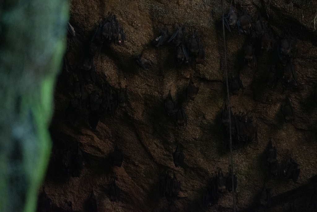 Wrinkle-lipped Bat from Ranau, Sabah, Malaysia on July 6, 2023 at 09:43 ...