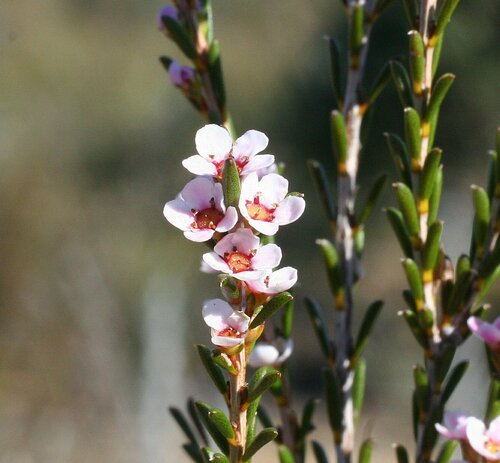 Aluta appressa · iNaturalist