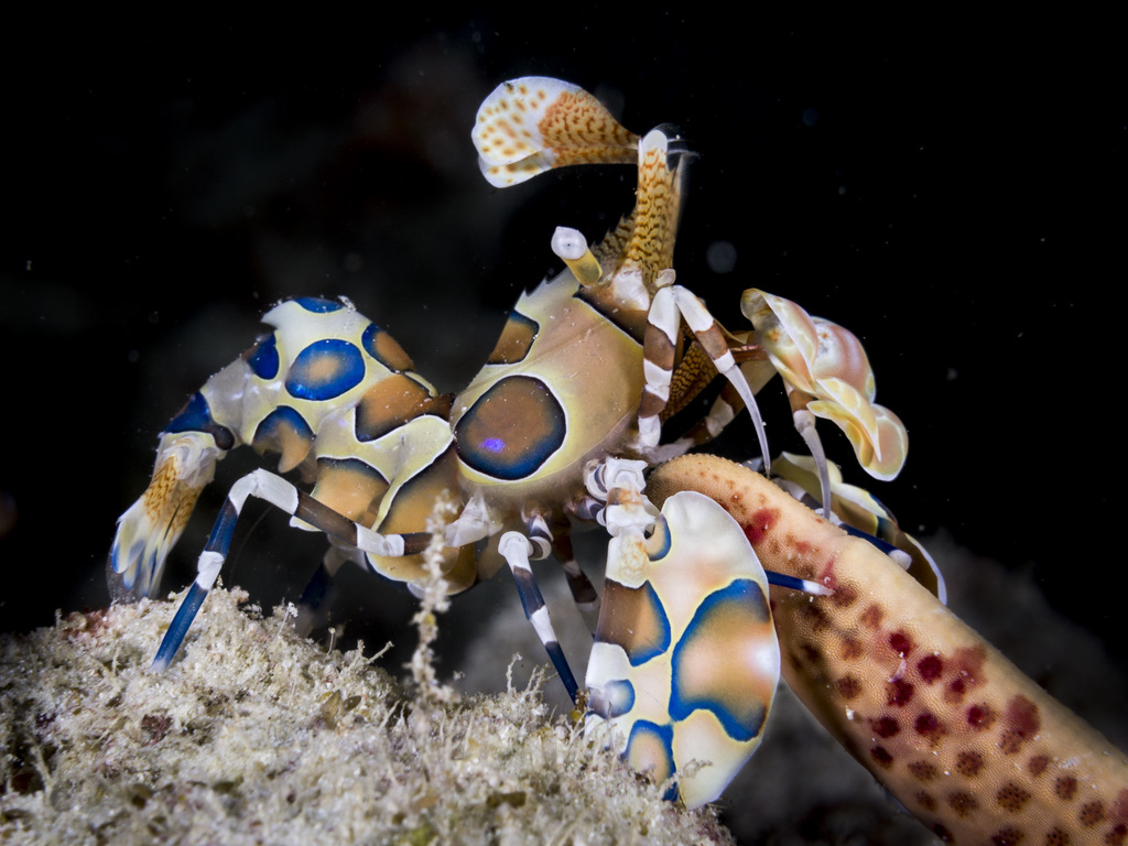 Harlequin Shrimp from Baa Atoll, Maldives on March 10, 2015 at 04:38 PM ...