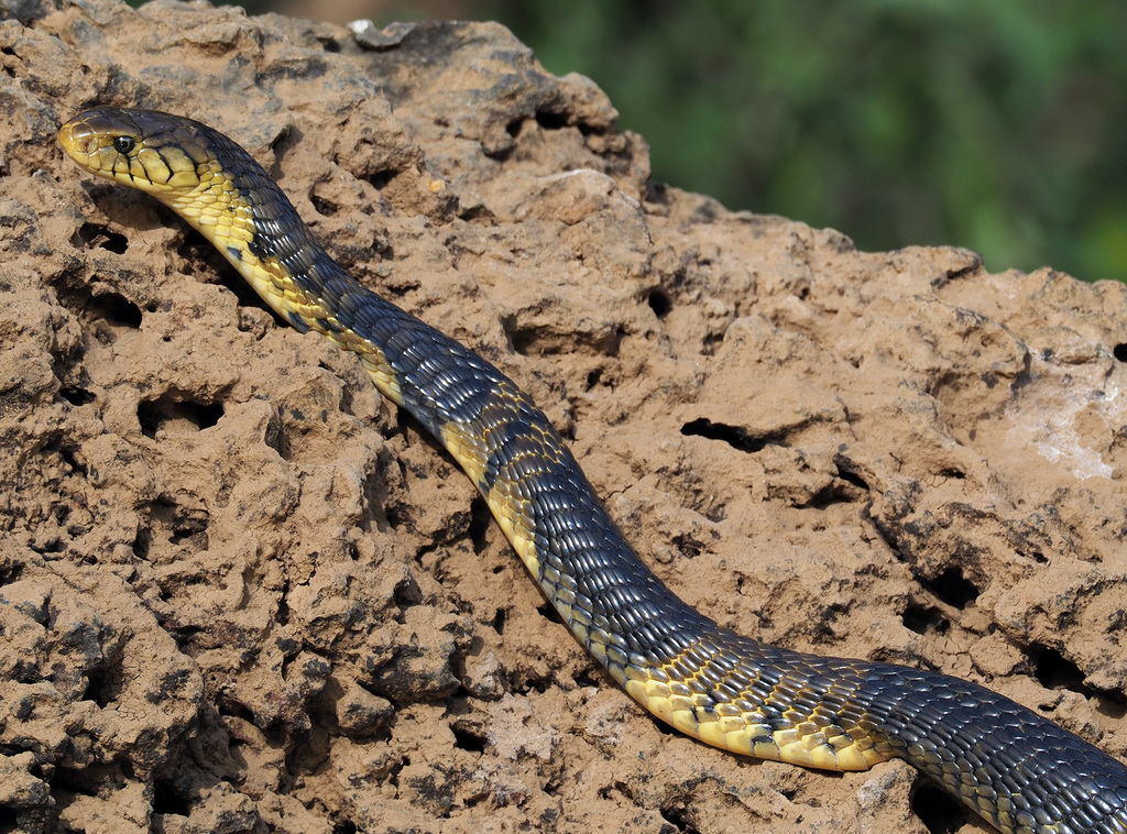 West African Banded Cobra from Tambacounda, Senegal on December 27 ...