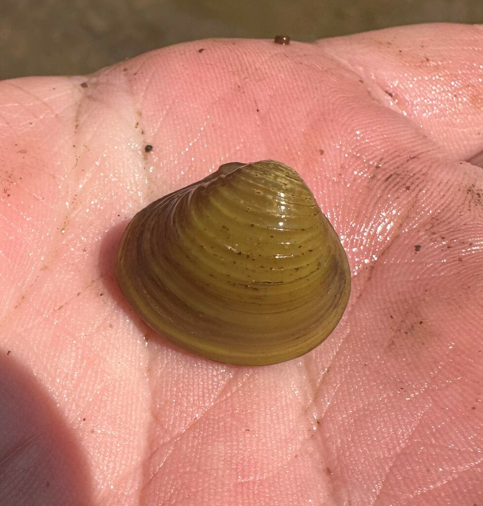 Asian Clam from Paint Rock River, Paint Rock community, Jackson Co., AL ...