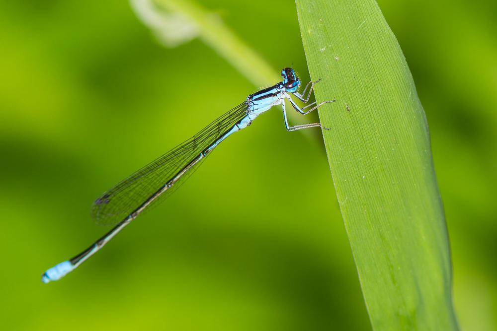 Turquoise Bluet (Dragonflies and Damselflies of Alabama) · iNaturalist