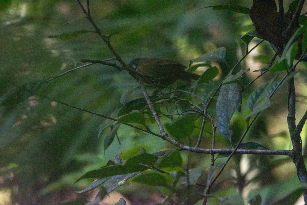 Gray-throated Babbler from Kinabalu Park, Ranau, Sabah, Malaysia on ...