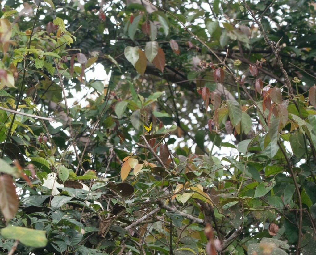 Borneo Island Birds