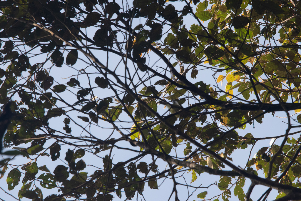 Black-capped White-eye from Kinabalu Park, Ranau, Sabah, Malaysia on ...